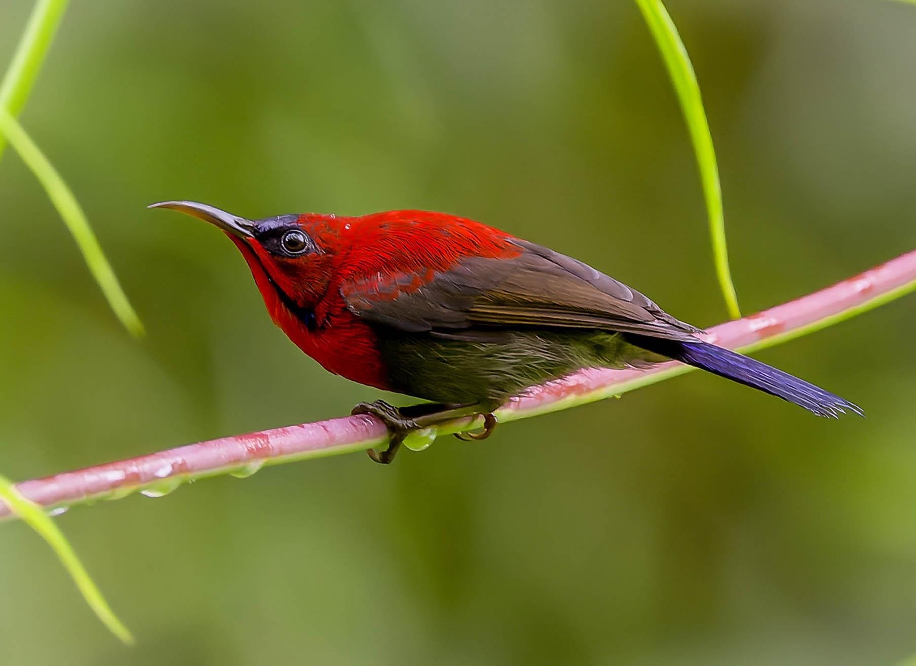 Urban Birding Series: Singapore - Roadrunner Birding Tours